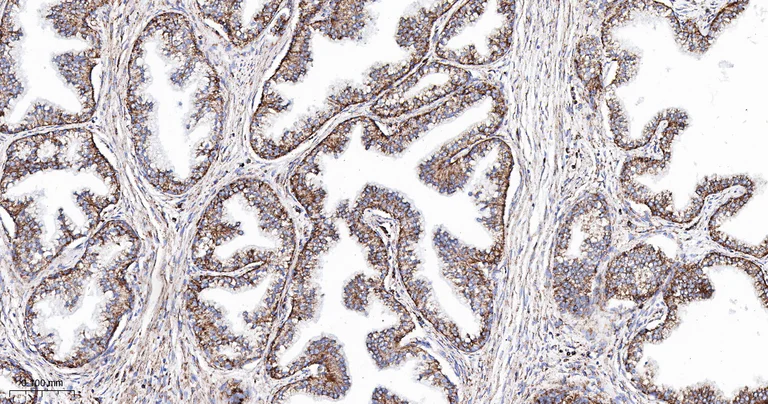 Anti-TSPO antibody [12B8] (ab326712) | Abcam中文官网