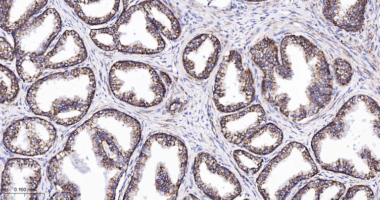 Anti-TSPO antibody [12B8] (ab326712) | Abcam中文官网