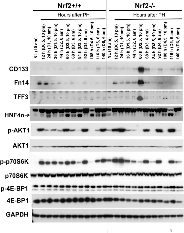 Anti-TWEAKR/FN14 antibody [EPR3179] (ab109365) | Abcam
