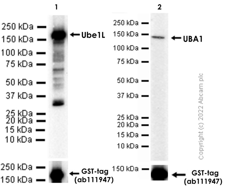 Anti-Ube1L + E1 Ubiquitin Activating Enzyme 1/UBA1 antibody [EPR4269(2 ...