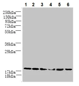 Anti-Ube2G2 antibody (ab235790) | Abcam