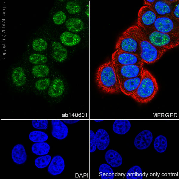 Alexa Fluor® 488 Anti-Ubiquitin (linkage-specific K63) antibody ...