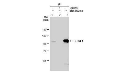 Anti-UHRF1 antibody (ab126243) | Abcam