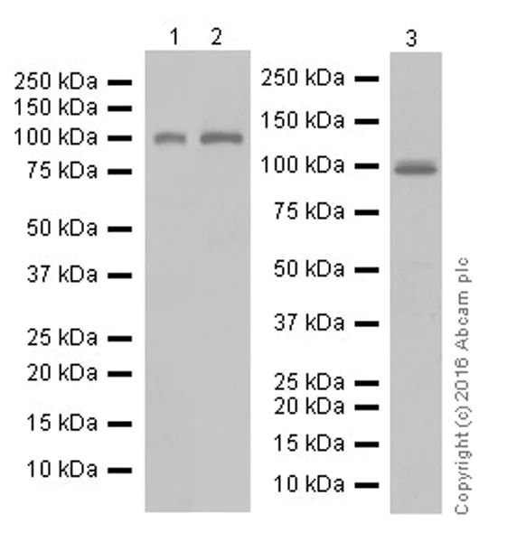 Anti-UHRF1 antibody [EPR18803-11] (ab213223) | Abcam