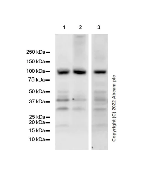 Anti-UHRF1 antibody [EPR25061-269] - BSA and Azide free (ab303553) | Abcam