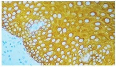 UltraBrite Yellow IHC chromogen (HRP) (ab286894) | Abcam