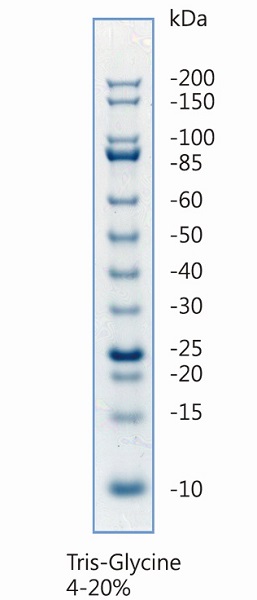 Unstained Protein Ladder (10 - 200 kDa) (ab234618) | Abcam