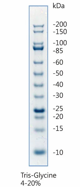 Unstained Protein Ladder (10 - 200 kDa) (ab234618) | Abcam