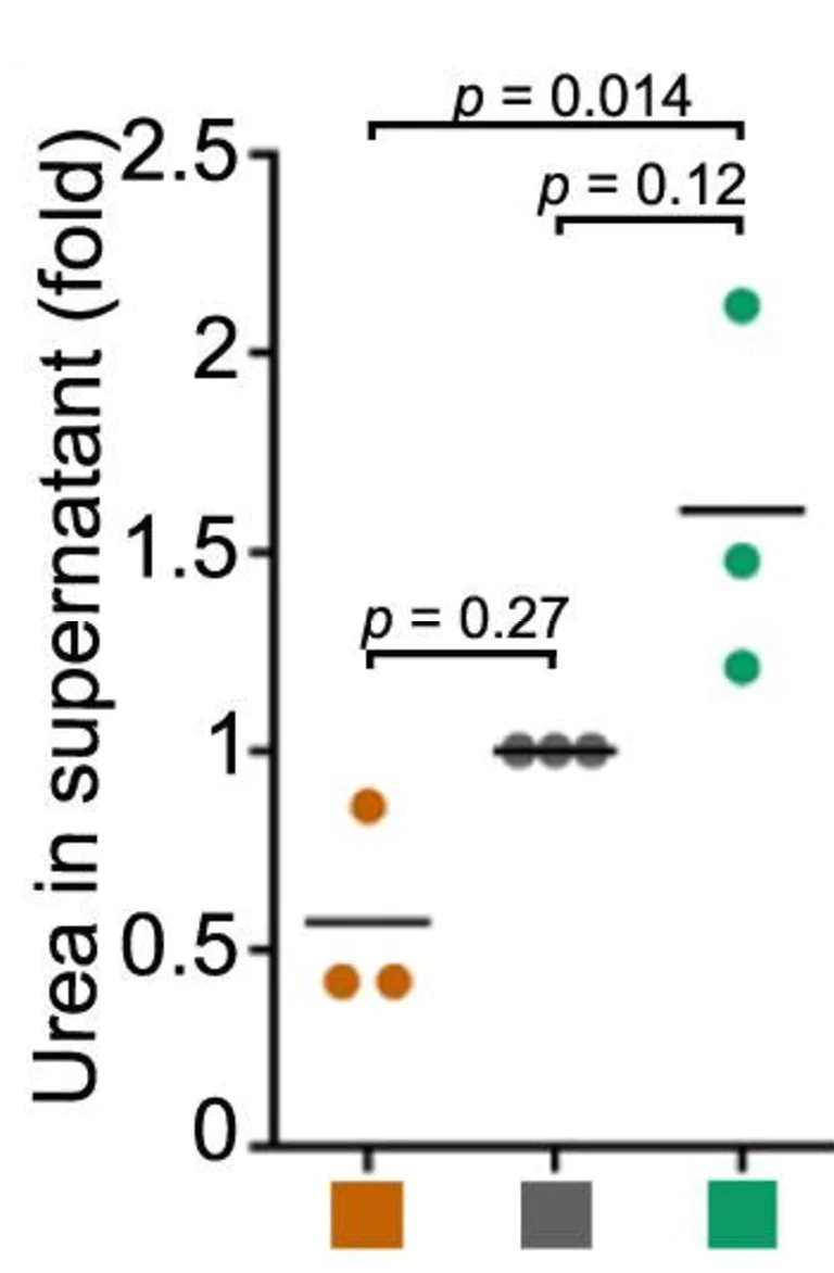 Urea Assay Kit / Blood Urea Nitrogen (BUN) Assay (ab83362/K375) | Abcam