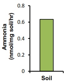 Urease Activity Assay Kit (Colorimetric) (ab204697) | Abcam