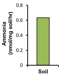 Urease Activity Assay Kit (Colorimetric) (ab204697) | Abcam