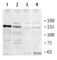 Anti-USP36 antibody (ab236452) | Abcam