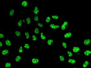Anti-USP39 antibody [EPR8683] (ab131244) | Abcam
