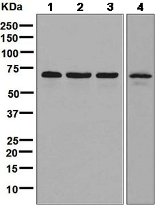 Anti-USP39 antibody [EPR8683] (ab131244) | Abcam