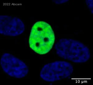 Anti-USP48 antibody. Rabbit polyclonal (ab72226) | Abcam