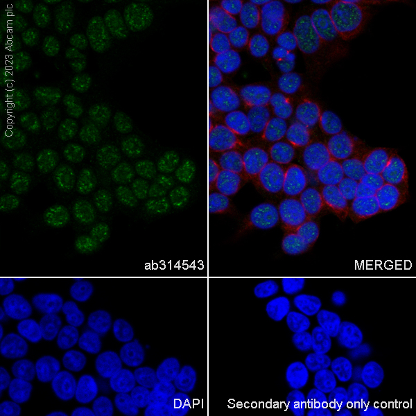 Anti-USP48 antibody [EPR26175-11] - BSA and Azide free (ab314544) | Abcam