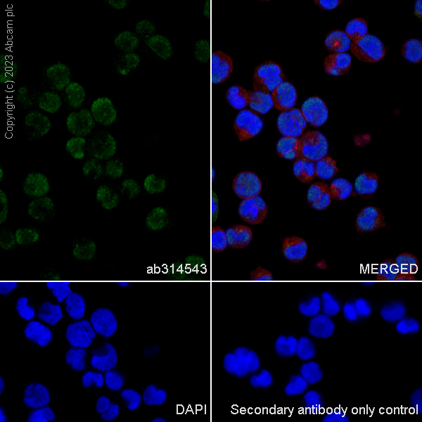 Anti-USP48 antibody [EPR26175-11] - BSA and Azide free (ab314544) | Abcam