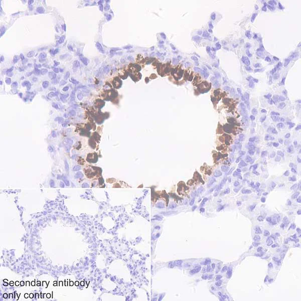 Anti-Uteroglobin antibody [EPR19846] (ab213203) | Abcam
