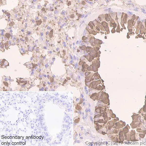 Anti-Uteroglobin antibody [EPR19846] (ab213203) | Abcam