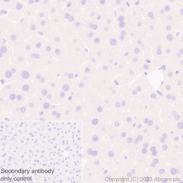 Anti-V5 tag antibody [EPR27187-61] (ab309485) | Abcam