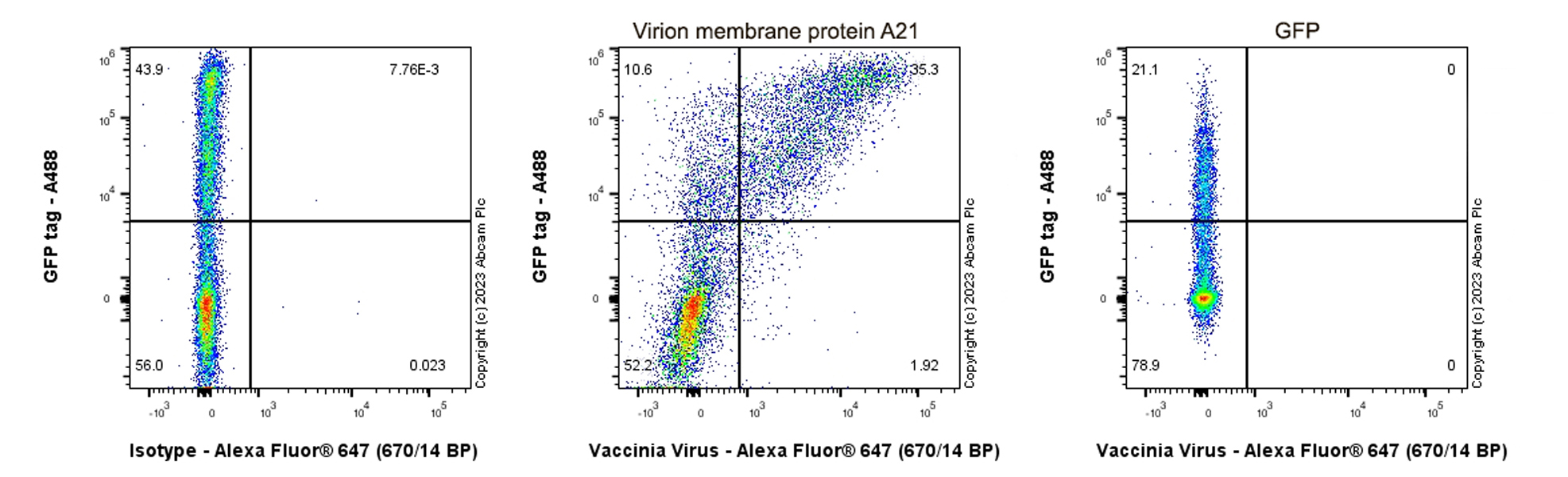 Anti-Vaccinia Virus antibody [EPR28236-80] (ab312854) | Abcam