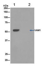 Anti-VAM1 antibody [EPR14157(B)] (ab180508) | Abcam
