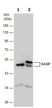 VASP抗体 (ab229624)| Abcam中文官网
