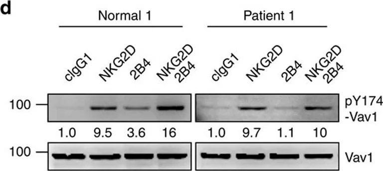 Anti-Vav proteins (phospho Y174) antibody (ab47282) | Abcam
