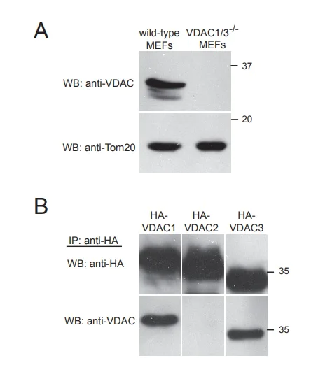 VDAC1/Porin + VDAC3 antibody [20B12AF2], KO tested (ab14734) | Abcam