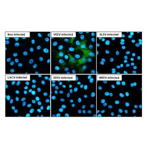 Anti-Venezuelan Equine Encephalitis Virus nsP4 antibody [HL1741 ...