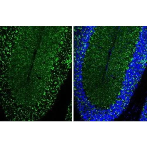 Anti-VGAT antibody [HL1616] (ab317096) | Abcam