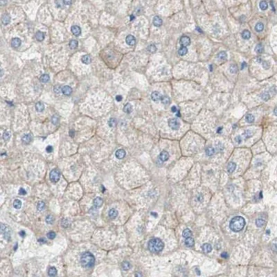 Anti-Villin antibody (ab244292) | Abcam