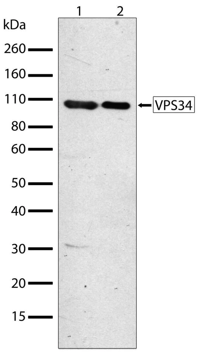 Anti-VPS34 antibody [RP23040043] (ab308020) | Abcam