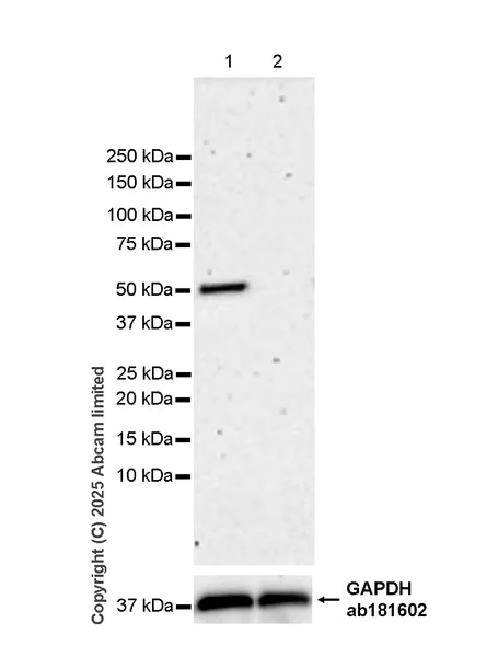 Anti-VPS4a antibody [EPR30587-510] (ab325430) | Abcam