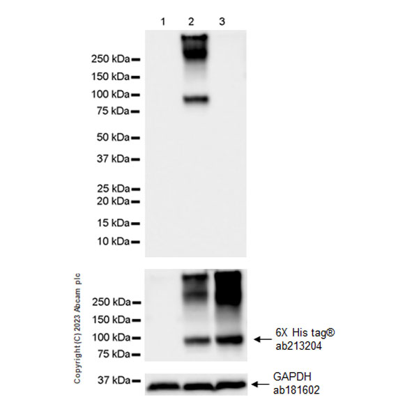 Anti-VSV-G tag antibody [EPR28362-204] (ab309106) | Abcam