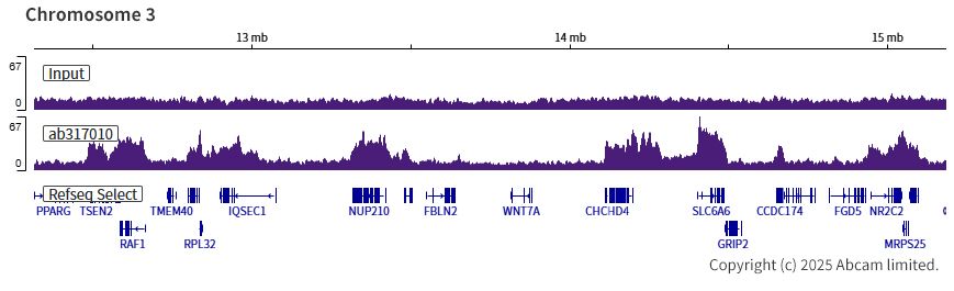 Anti-WHSC1/NSD2 antibody [EPR23777-95] (ab317010) | Abcam