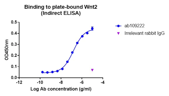 Anti-Wnt2/IRP antibody [EPR3101(2)] - BSA and Azide free (ab232036) | Abcam