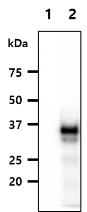 Anti-Wnt3a antibody [3A6] (ab81614) | Abcam