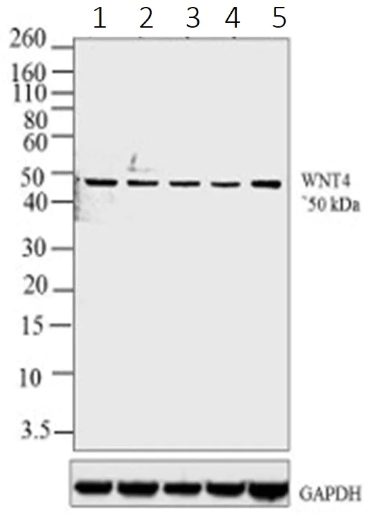 Wnt4抗体[9HCLC] (ab277798)| Abcam中文官网