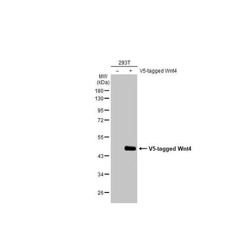 Anti-Wnt4 antibody [HL1889] (ab317117) | Abcam