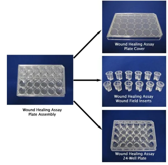Wound Healing Assay (ab242285) | Abcam