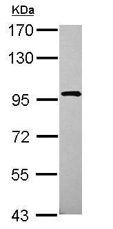 Anti-XAB2 antibody - N-terminal (ab228006) | Abcam