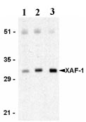 Anti-XAF1 antibody (ab17204) | Abcam
