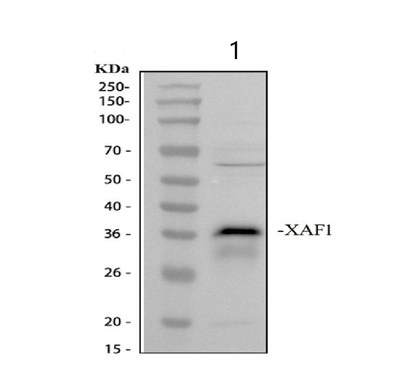 Anti-XAF1 antibody (ab81353) | Abcam