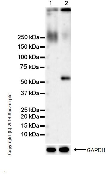 Anti-XBP1 antibody [143F] (ab241571) | Abcam