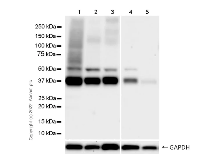 Anti-xCT antibody [3A12] (BSA and Azide free) (ab302919) | Abcam