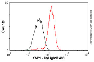 Anti-YAP1 antibody [EP1674Y] - recombinant (ab52771) | Abcam