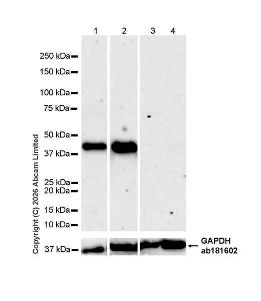 Anti-YKL-40/CHI3L1 antibody [EPR29069-1] - BSA and Azide free, low ...