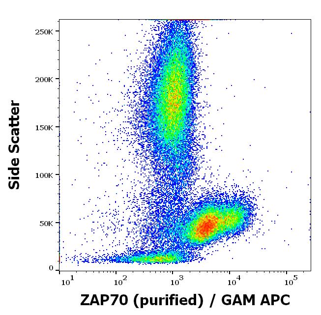 Anti-ZAP70 antibody [ZAP-03] (ab38871) | Abcam