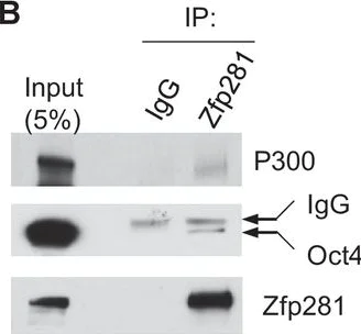 Anti-Zfp281/ZNF281 antibody (ab101318) | Abcam